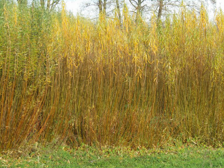 Osiers à tresser et à planter - PRODUCTEUR D'OSIER ET DE SAULE GIE ...
