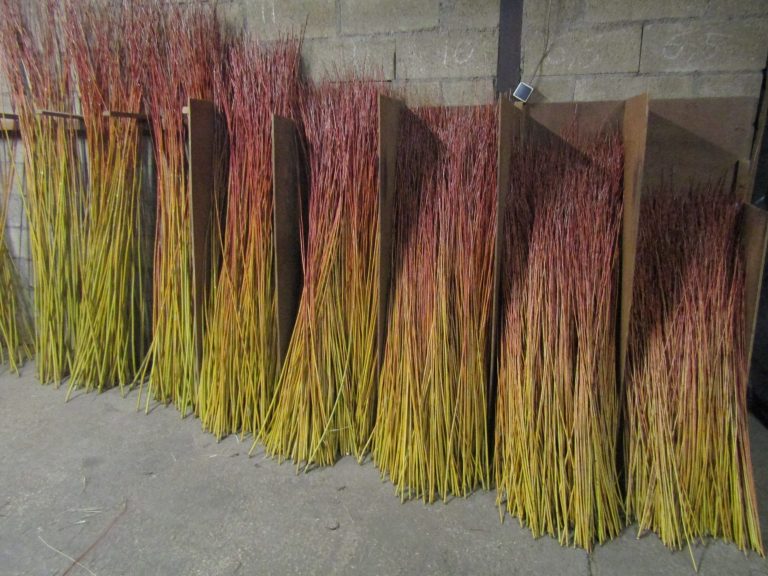 Osiers à tresser et à planter - PRODUCTEUR D'OSIER ET DE SAULE GIE ...