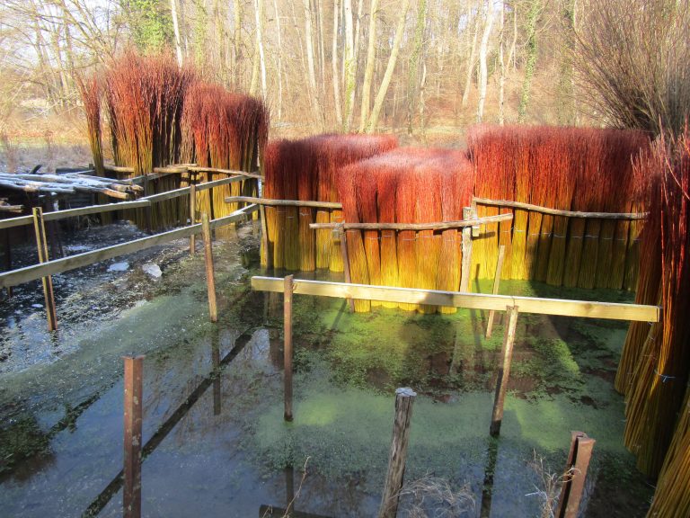 Osiers à tresser et à planter - PRODUCTEUR D'OSIER ET DE SAULE GIE ...
